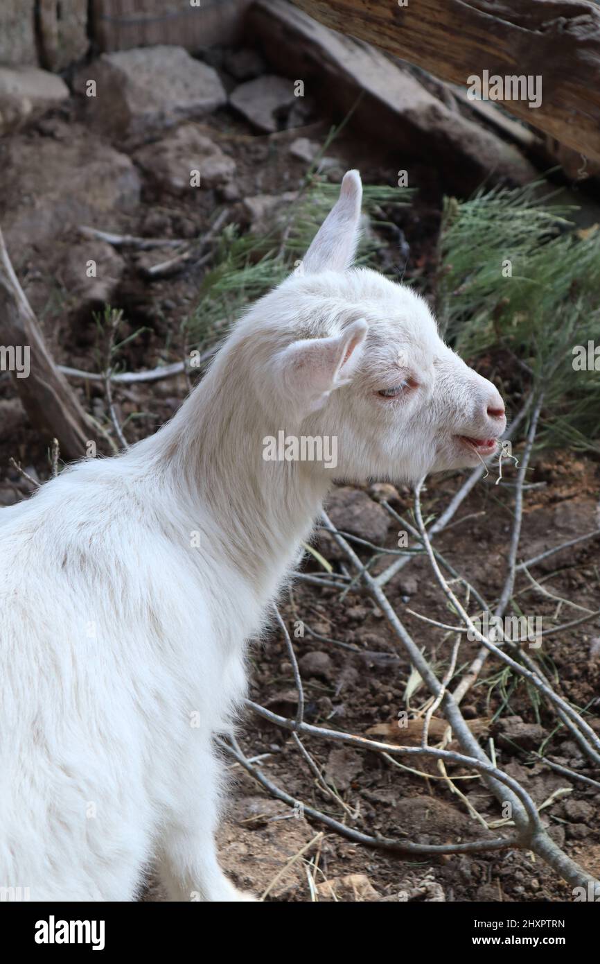 Cute sitting white baby goat sheep background banner panorama Stock ...