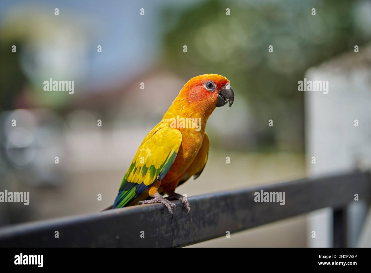 Sun Parakeet, Parakeets, Sun Conure, Aratinga solstitialis, parrots ...