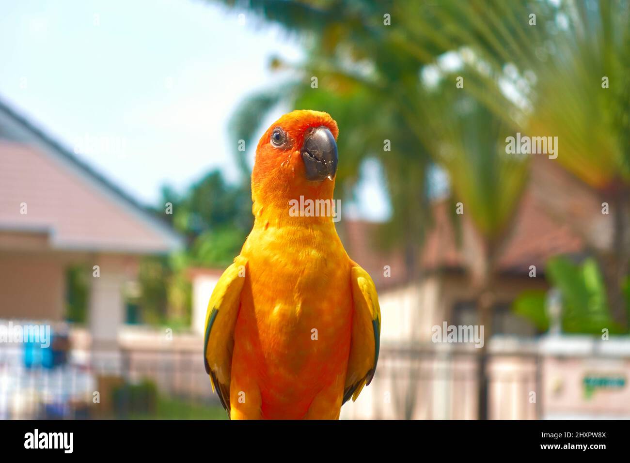 Sun Parakeet, Parakeets, Sun Conure, Aratinga solstitialis, parrots ...