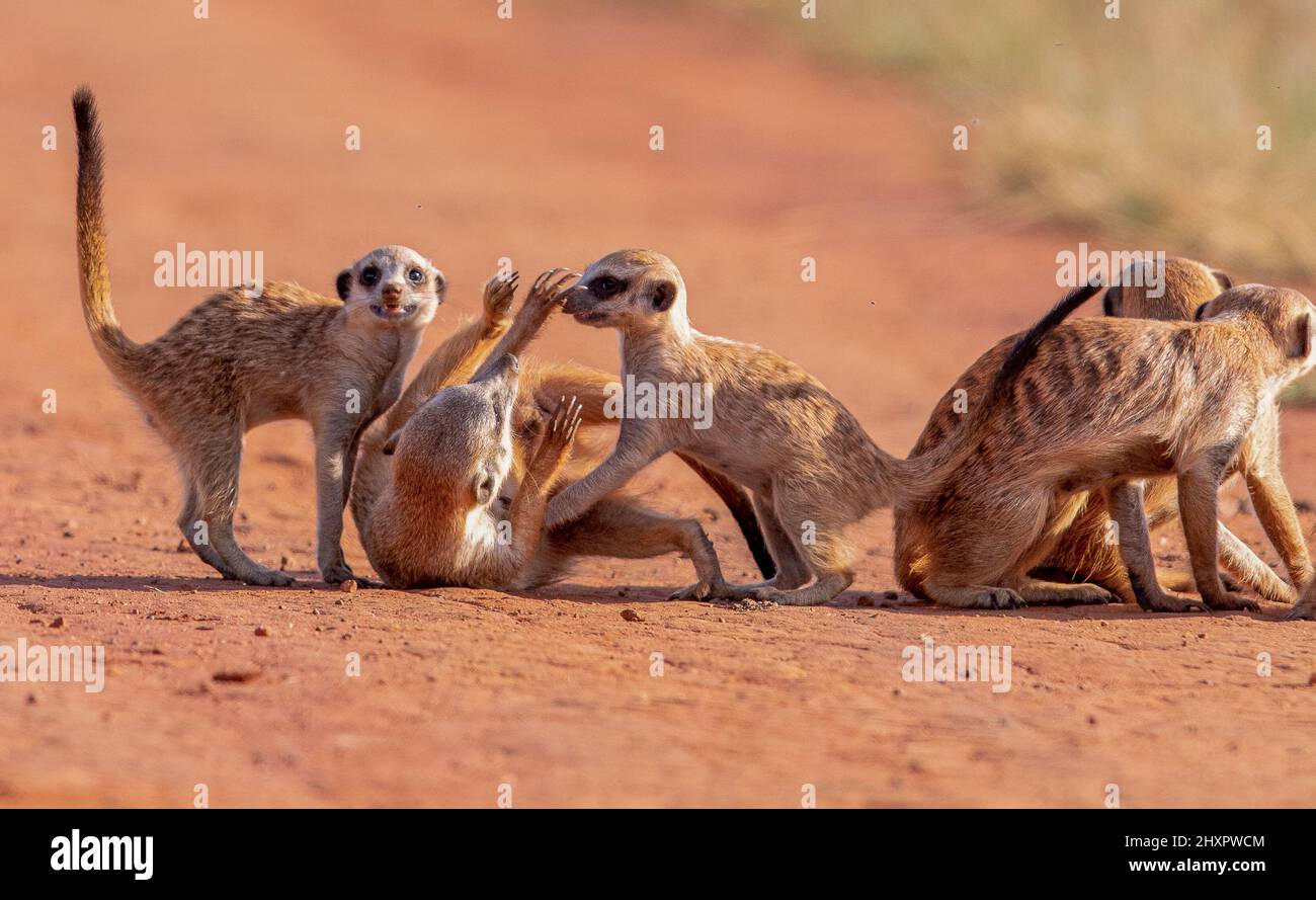 Meerkat, Addo Elephant National Park Stock Photo - Alamy