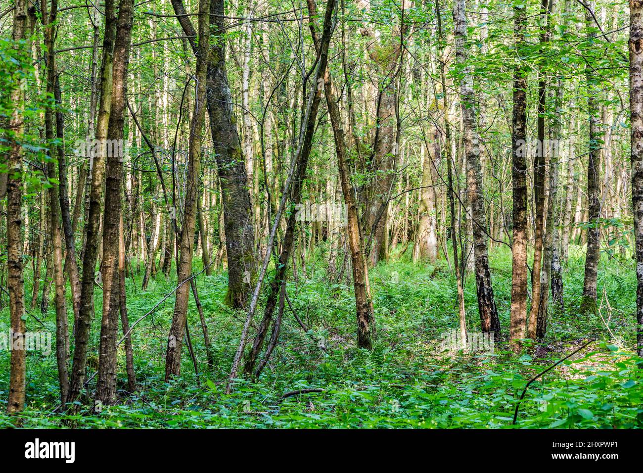 scenic oak forest in Germany fives a harmonic background Stock Photo ...