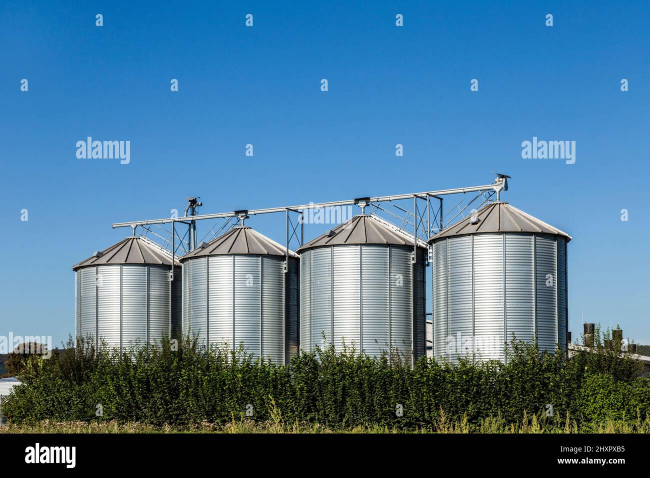 four silver silos in field under bright blue sky Stock Photo - Alamy