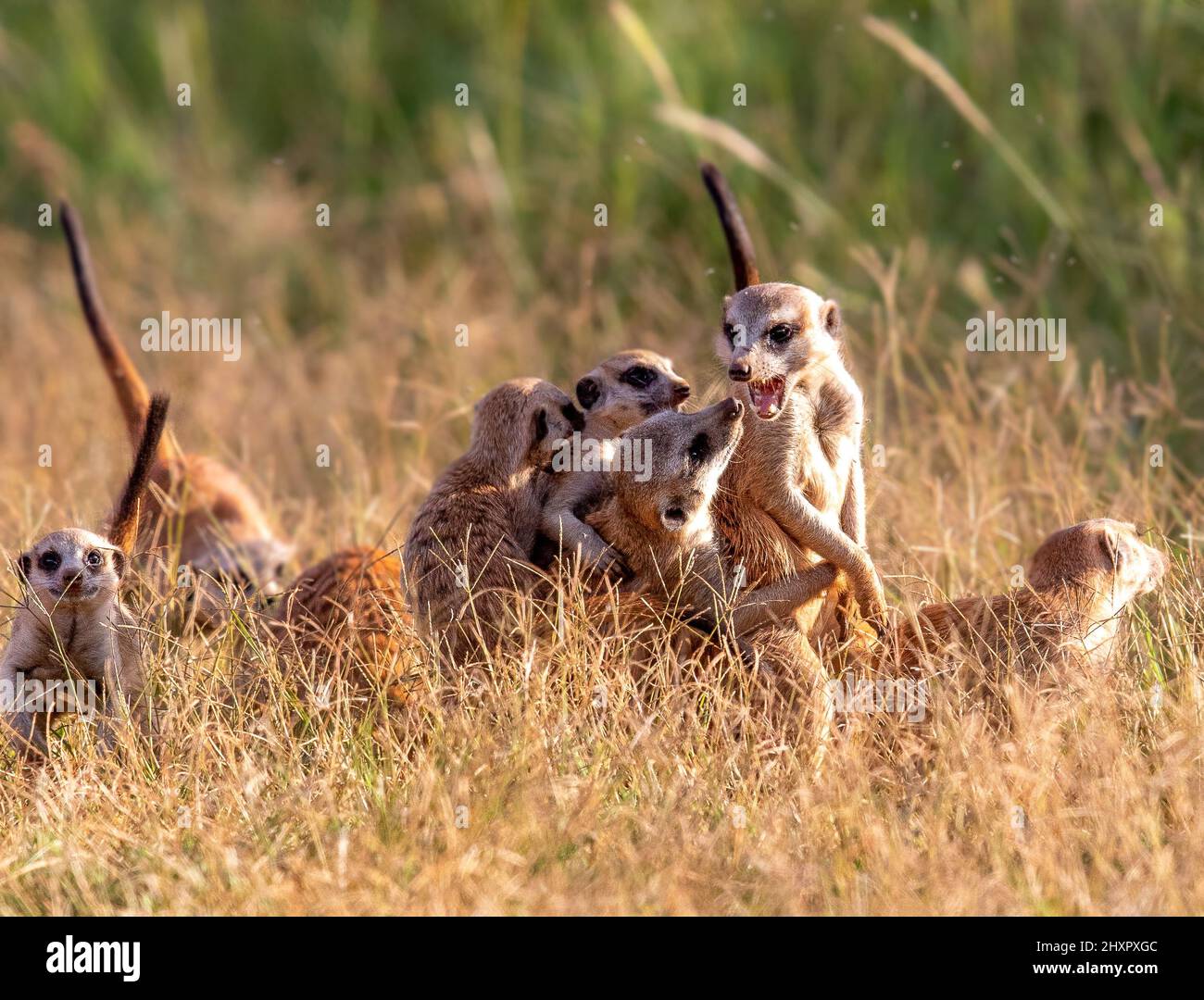 Meerkat, Addo Elephant National Park Stock Photo - Alamy