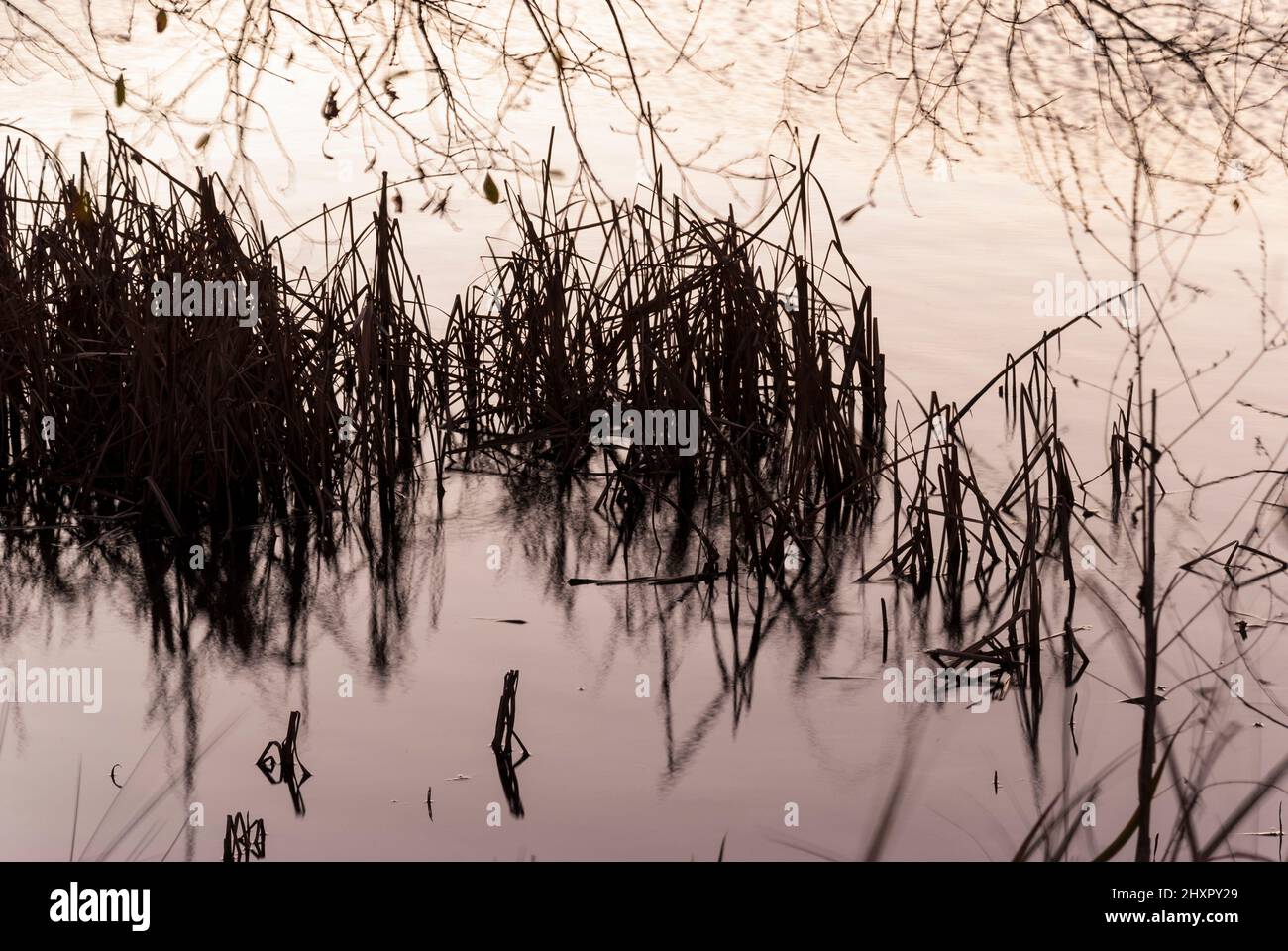 Cut reeds at water level with reflection in silvery water at sunset ...