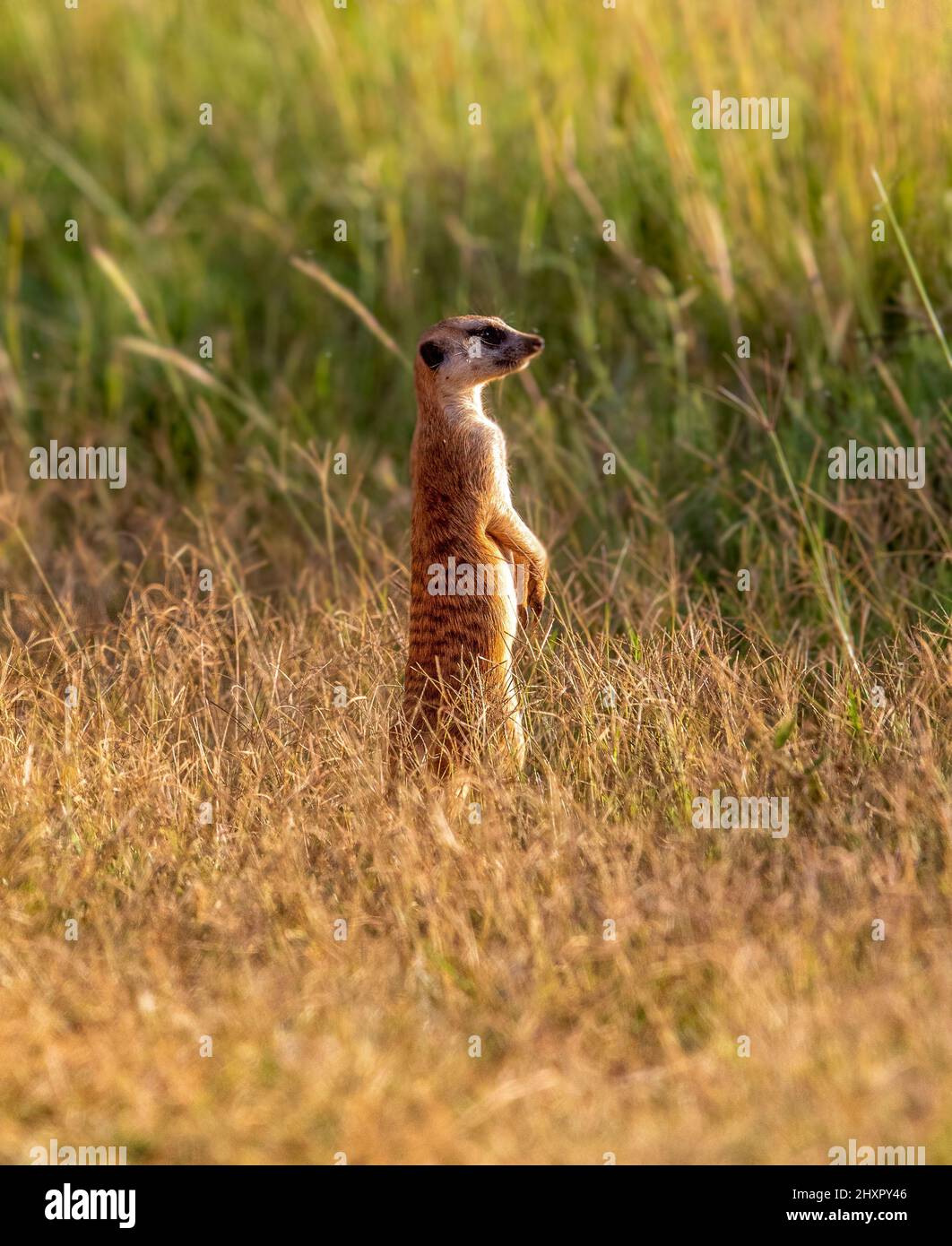Meerkat, Addo Elephant National Park Stock Photo - Alamy