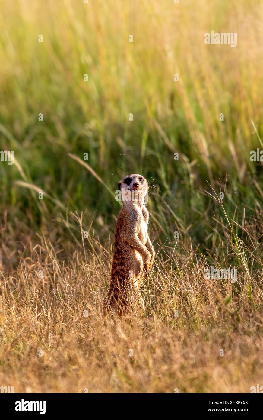 Meerkat, Addo Elephant National Park Stock Photo - Alamy