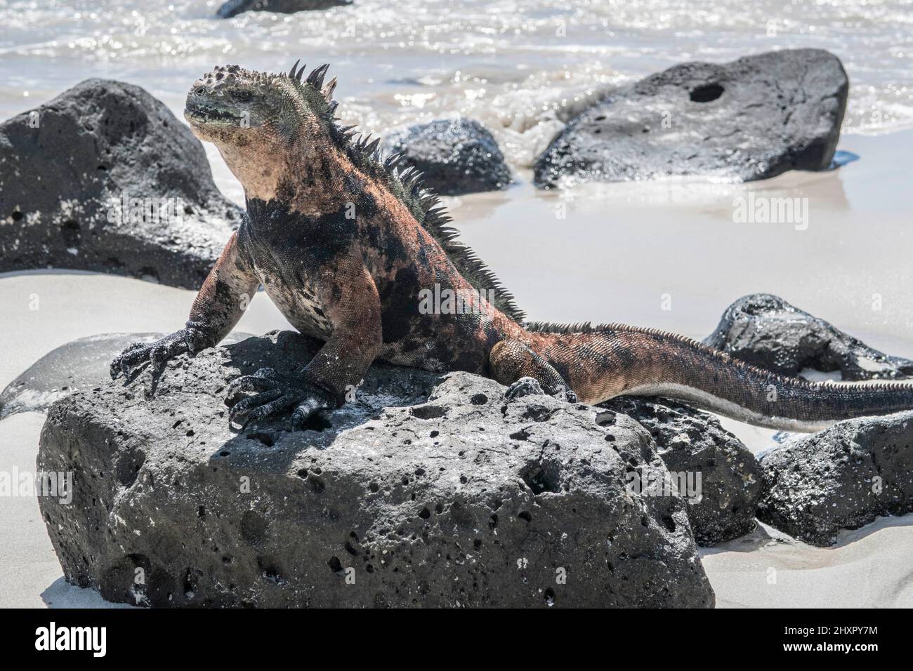 sea lizard posing on a rock at the beach Stock Photo - Alamy
