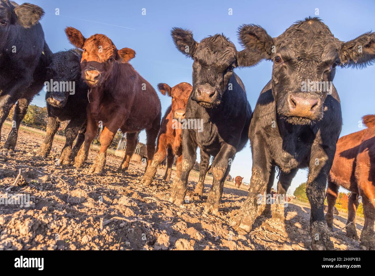 grazing cown at the meadow under clear blue sky Stock Photo - Alamy