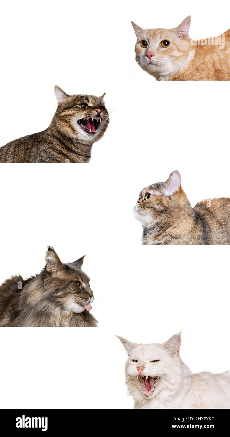Collage with five different purebreed cats lying, posing isolaed over ...