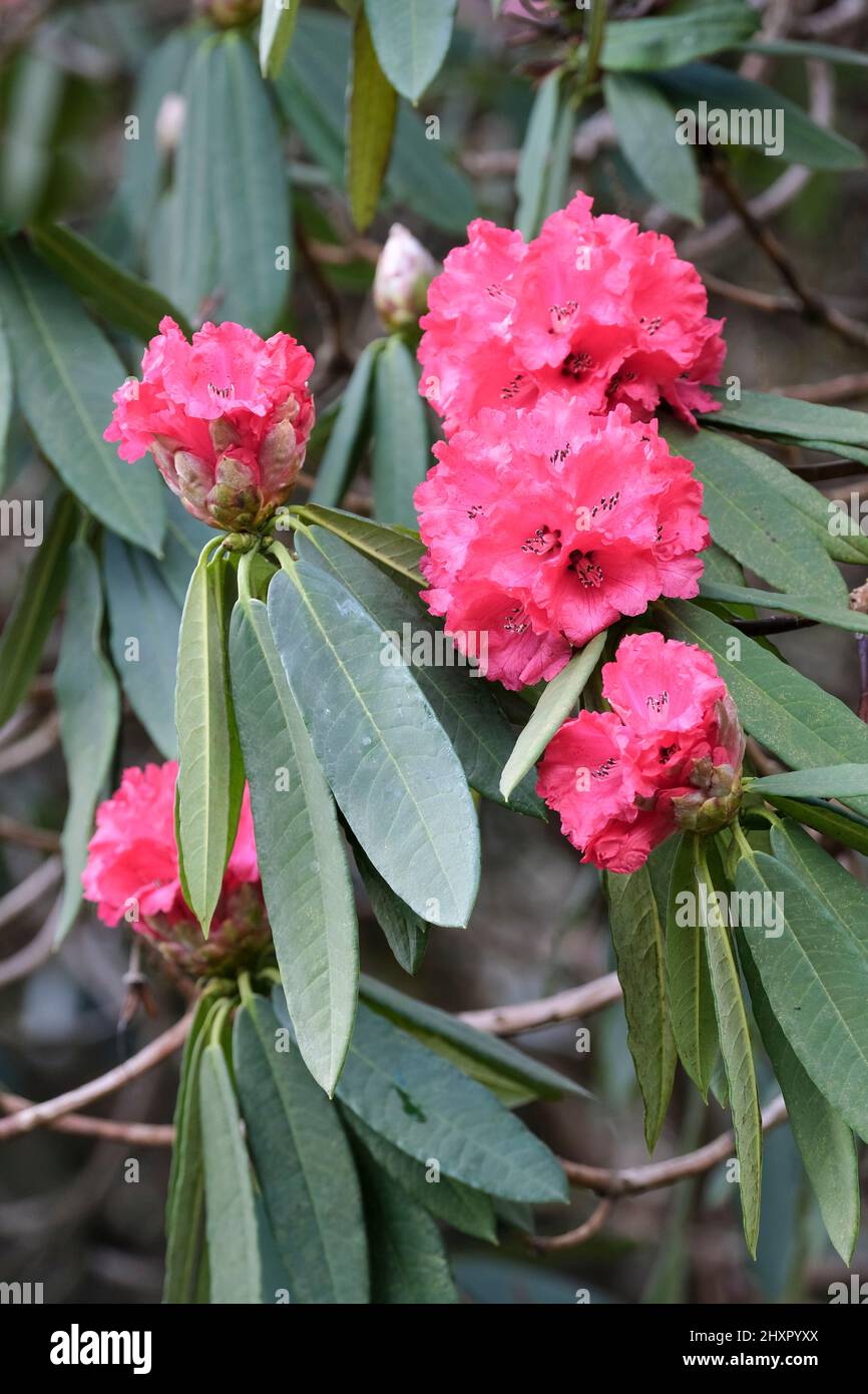 Rhododendron barbatum arboreum hi-res stock photography and images - Alamy
