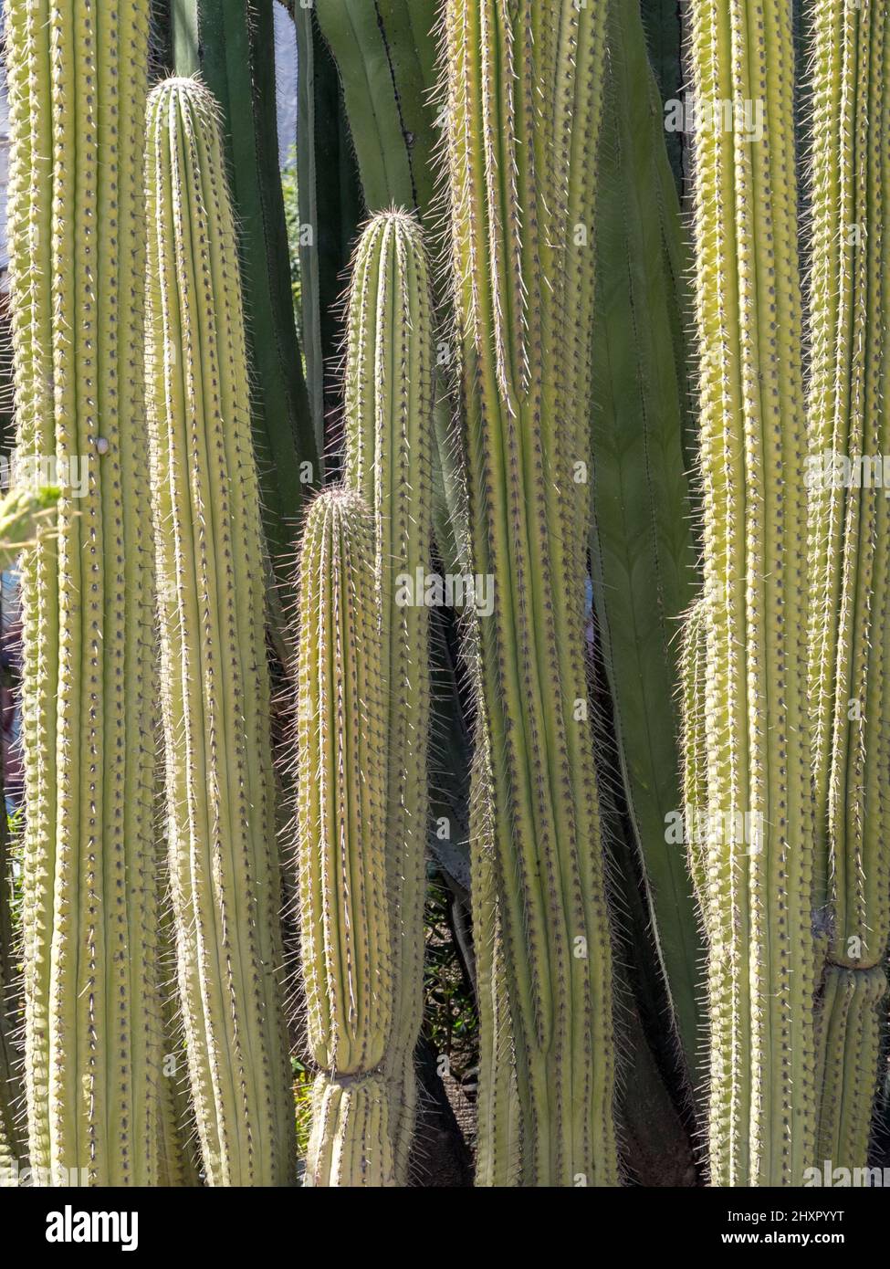Cacti in spring hi-res stock photography and images - Alamy