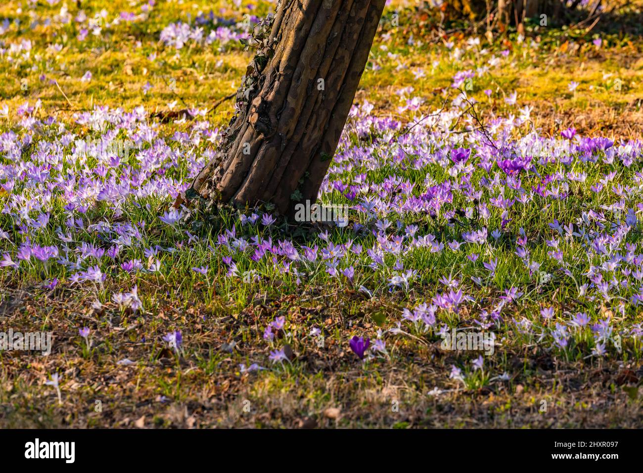 Under sea garden hi-res stock photography and images - Alamy