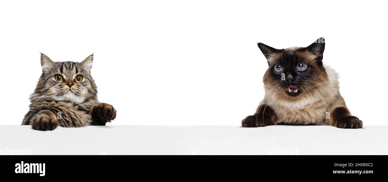 Close-up faces of two adorable purebreed cats isolated over white ...