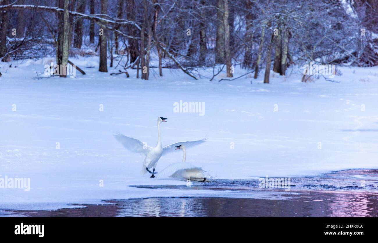 Trumpeter swans displaying courtship behavior Stock Photo - Alamy