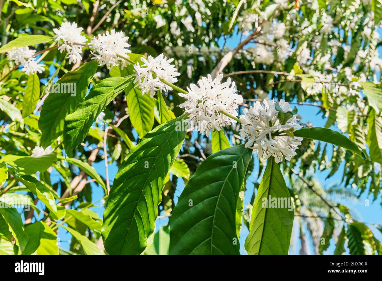 White flowers of blooming coffee tree lit by sunlight on branch with ...