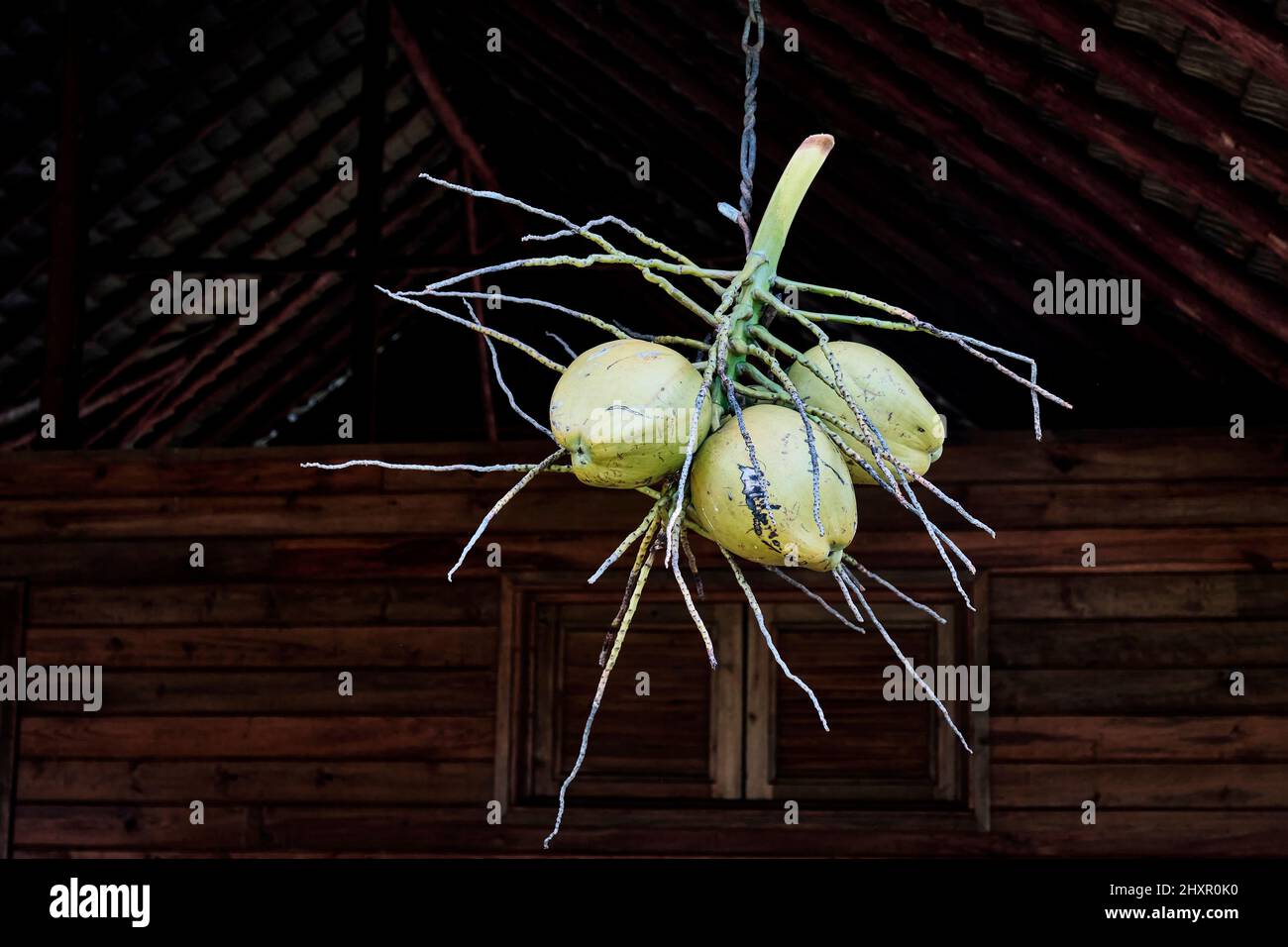 Coconut branch hi-res stock photography and images - Alamy