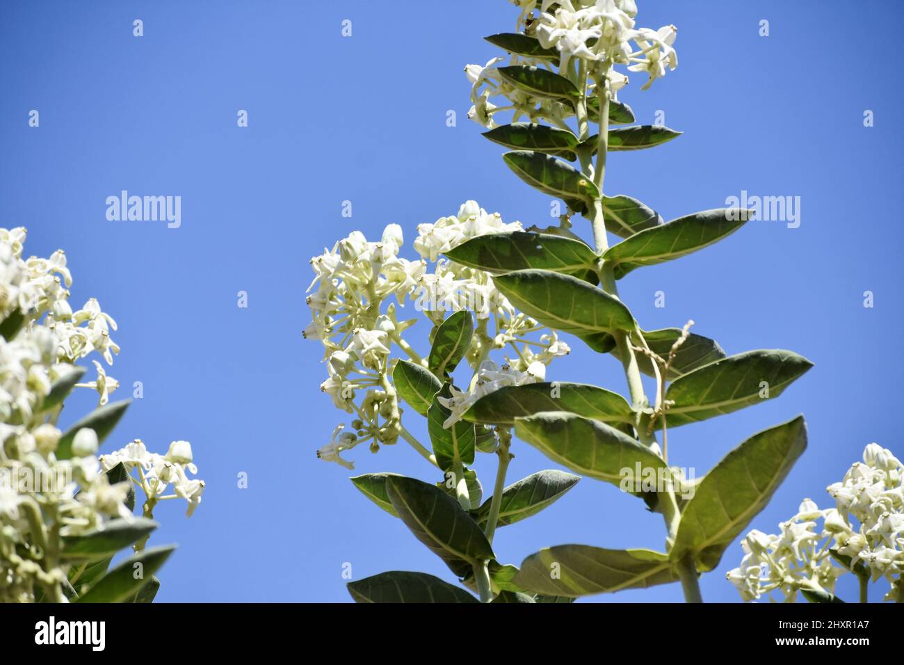 Spring bunch hi-res stock photography and images - Alamy