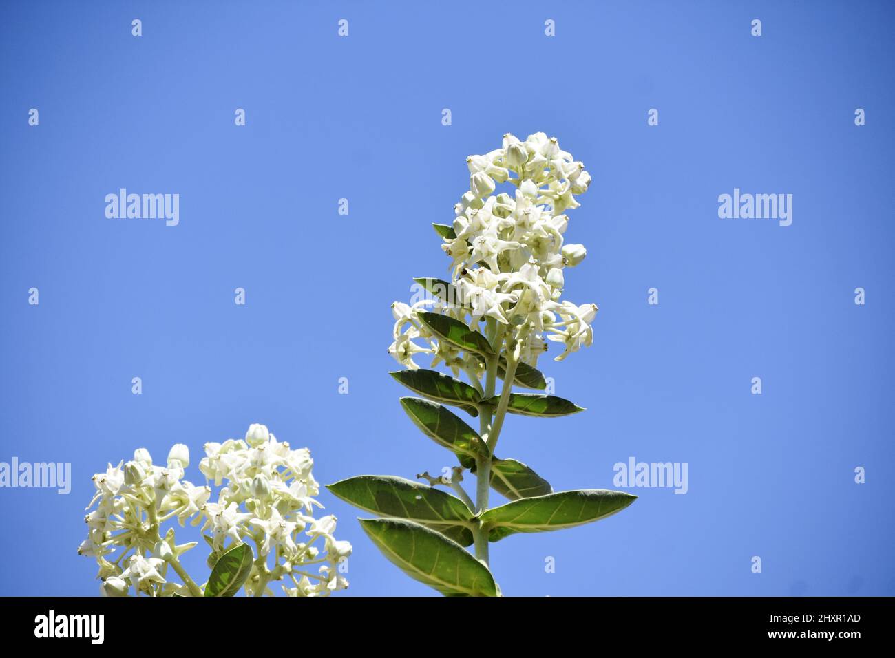 Spring bunch hi-res stock photography and images - Alamy