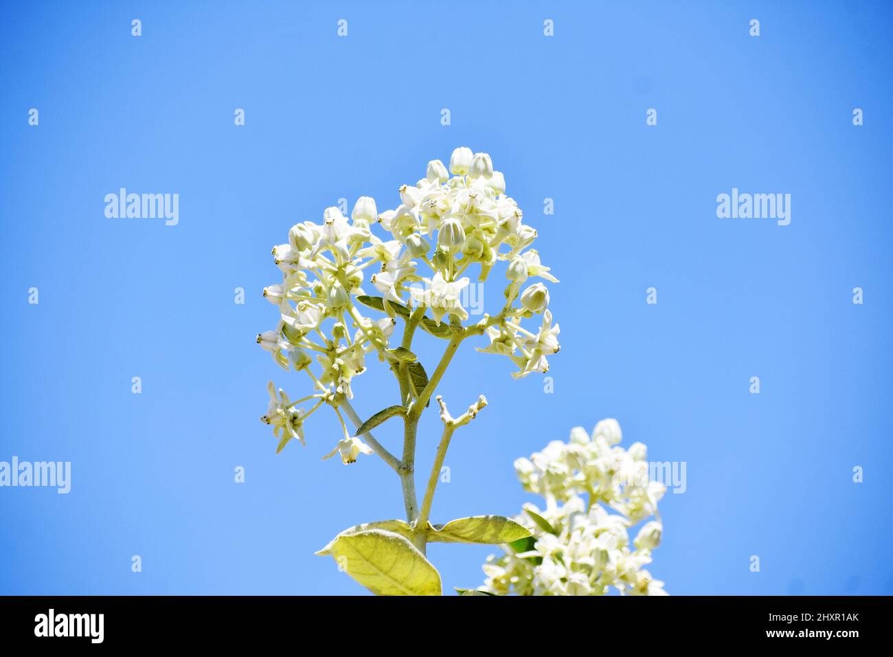 Spring bunch hi-res stock photography and images - Alamy