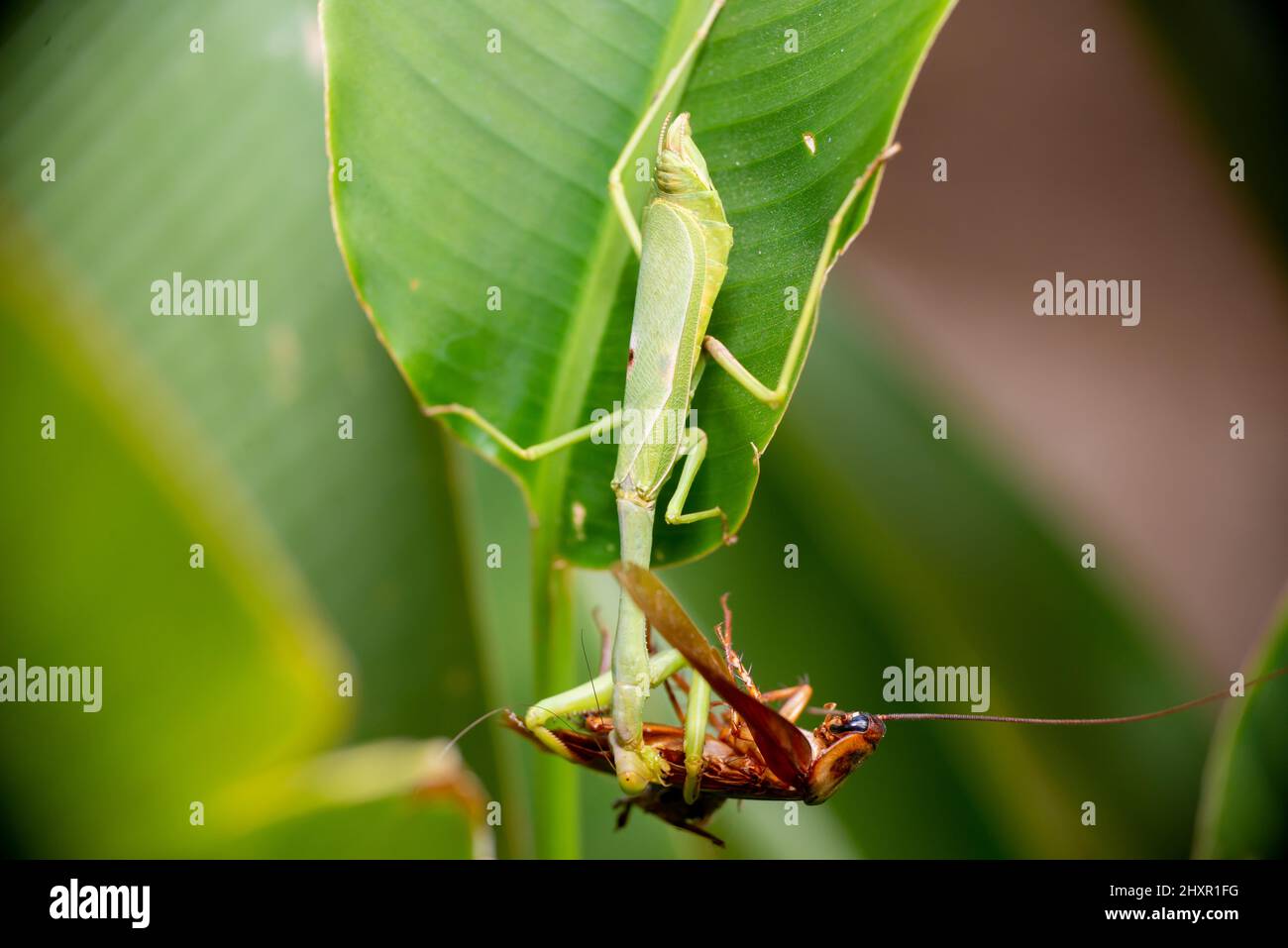 Carolina mantis religiosa hi-res stock photography and images - Alamy