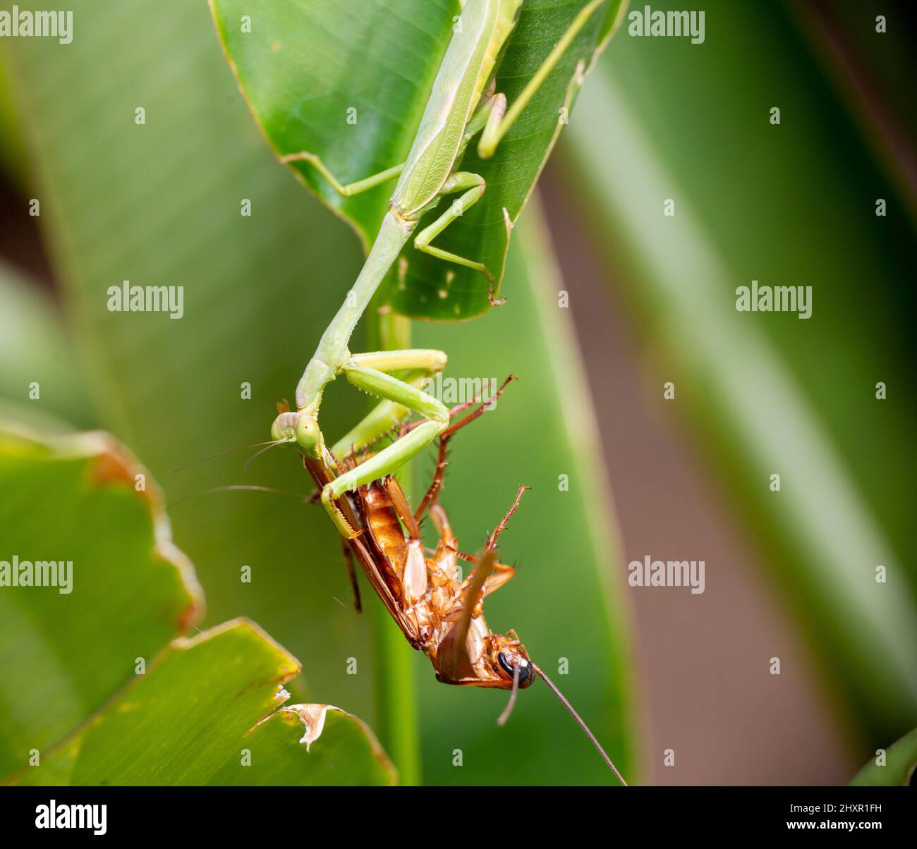 Green exotic praying mantis eating a cockroach. Carolina mantis ...