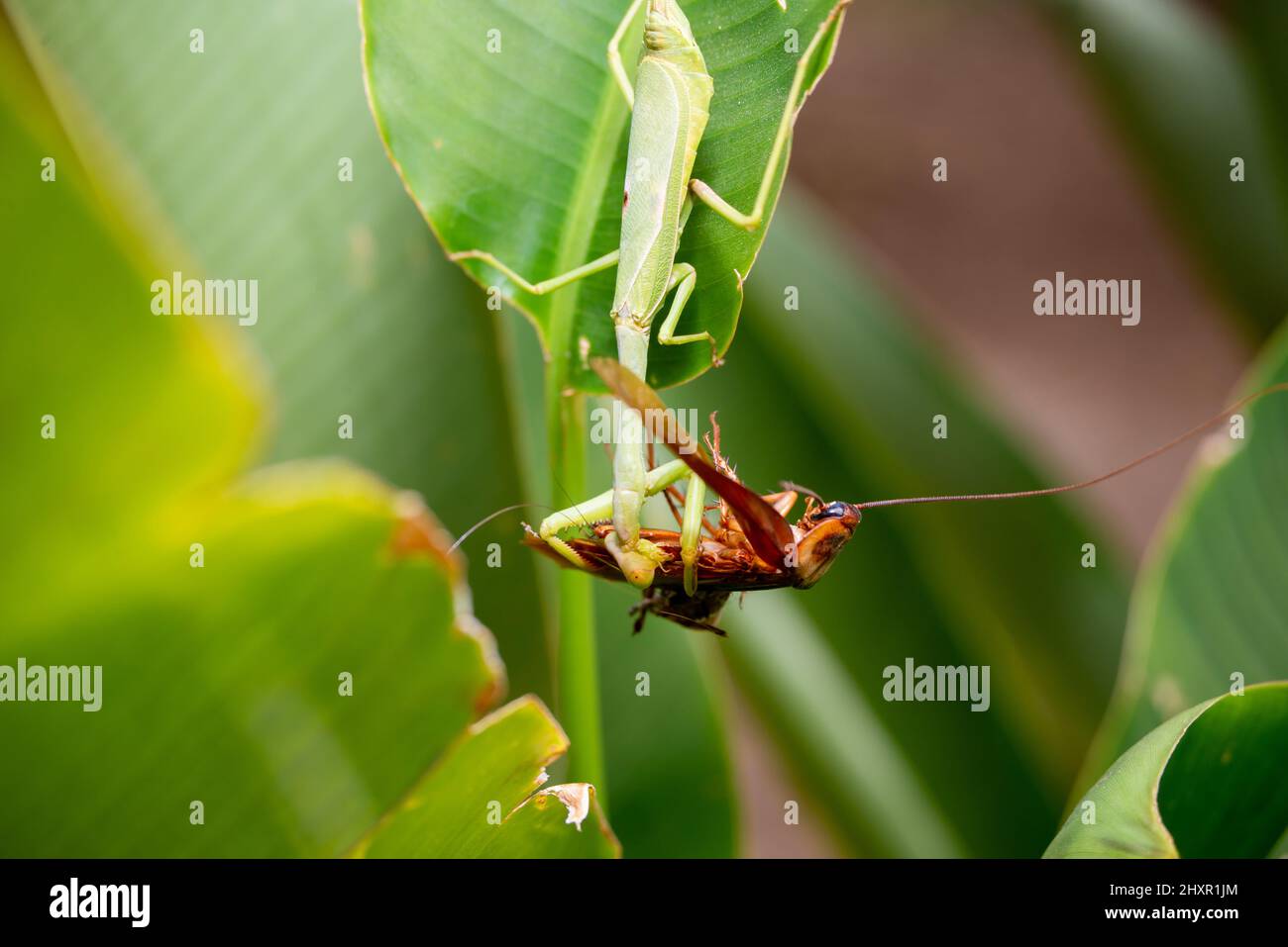 Green exotic praying mantis eating a cockroach. Carolina mantis ...