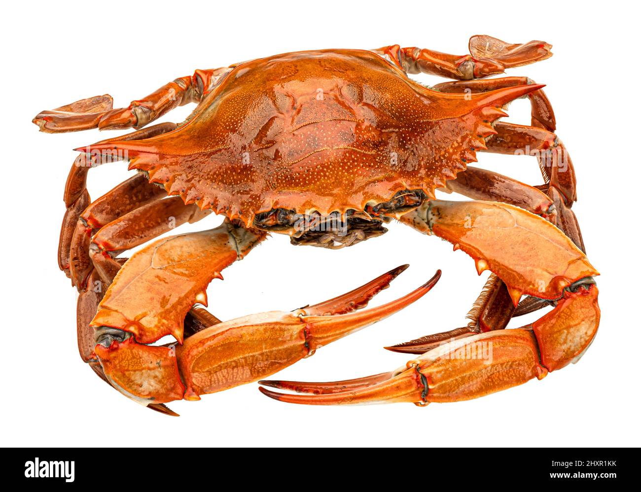 Red crab isolated on white background Stock Photo - Alamy