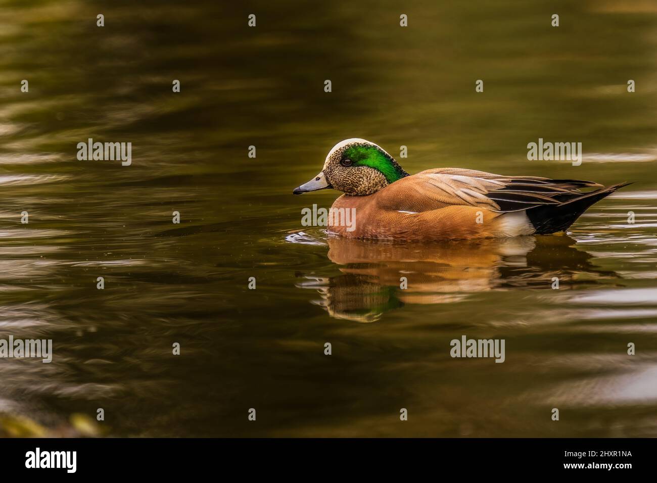 COMMON AMERICAN WIEGON DUCK FLOATING ON A LAKE Stock Photo - Alamy