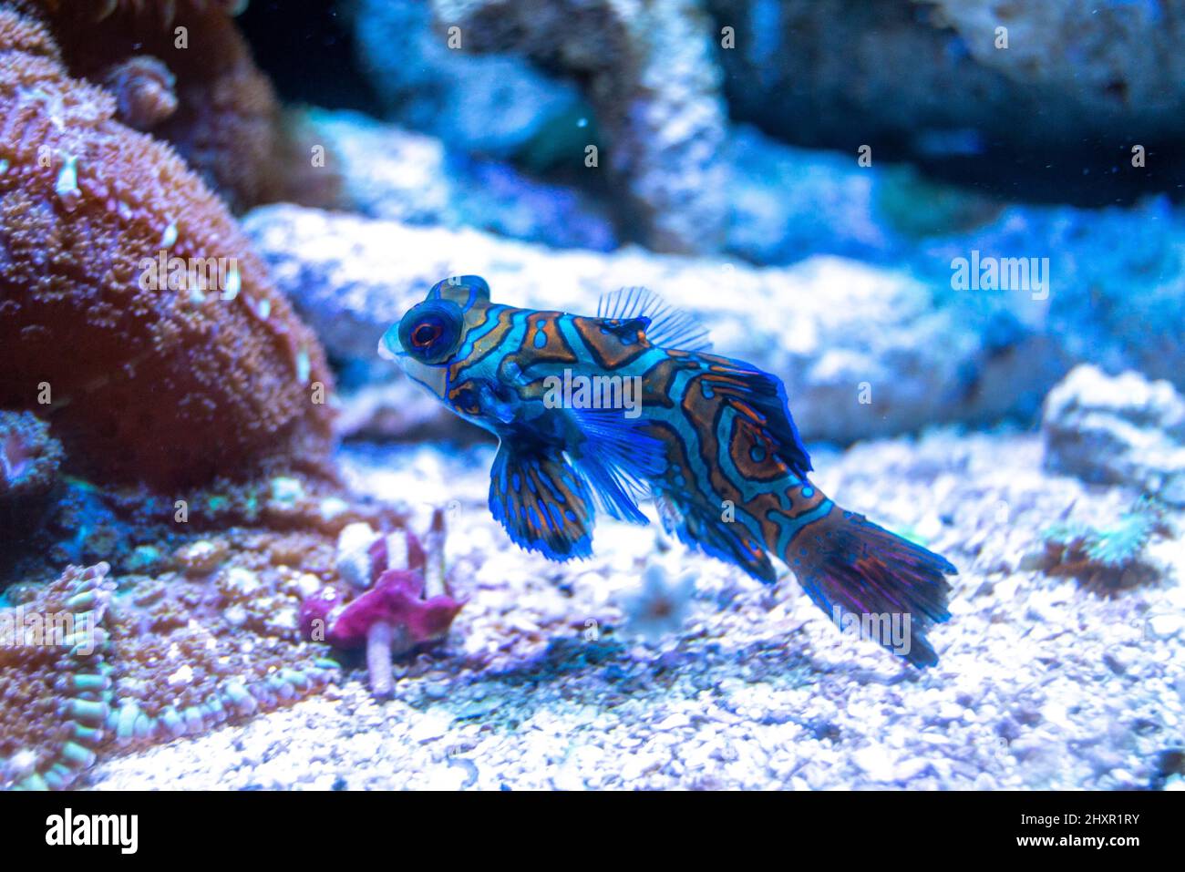Exotic blue and orange fish in an aquarium, Synchiropus splendidus ...