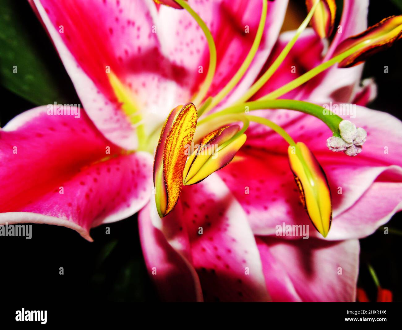Close up view of the stamen of an Oriental lily Stock Photo - Alamy