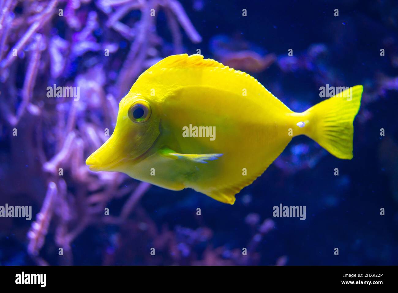 Zebrasoma flavescens in aquarium aquarium hi-res stock photography and ...