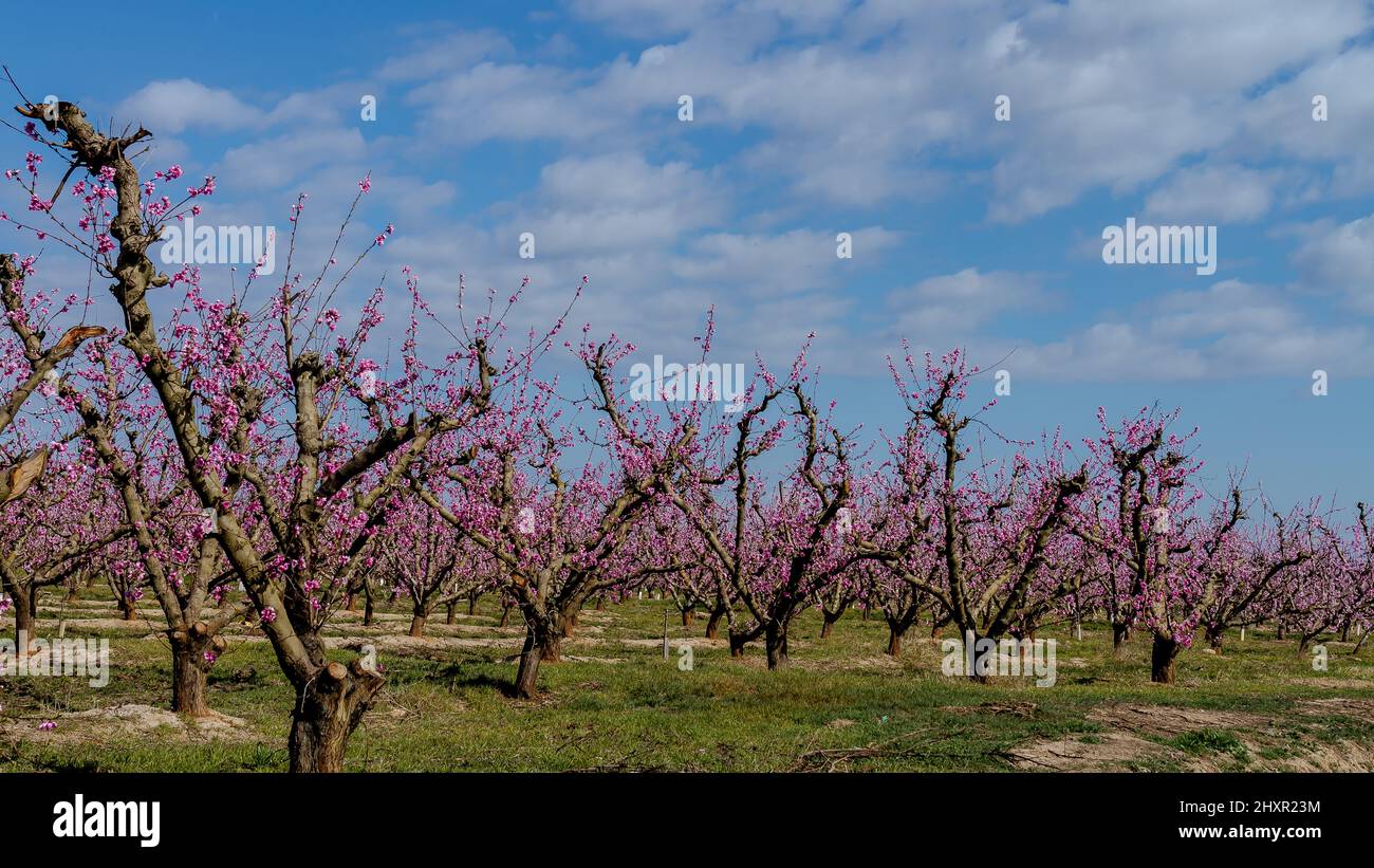 Field of peach trees in bloom in spring Stock Photo - Alamy