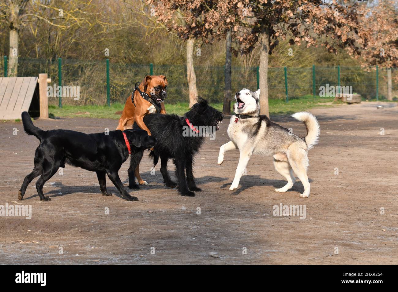 4 funny playful dogs Stock Photo - Alamy