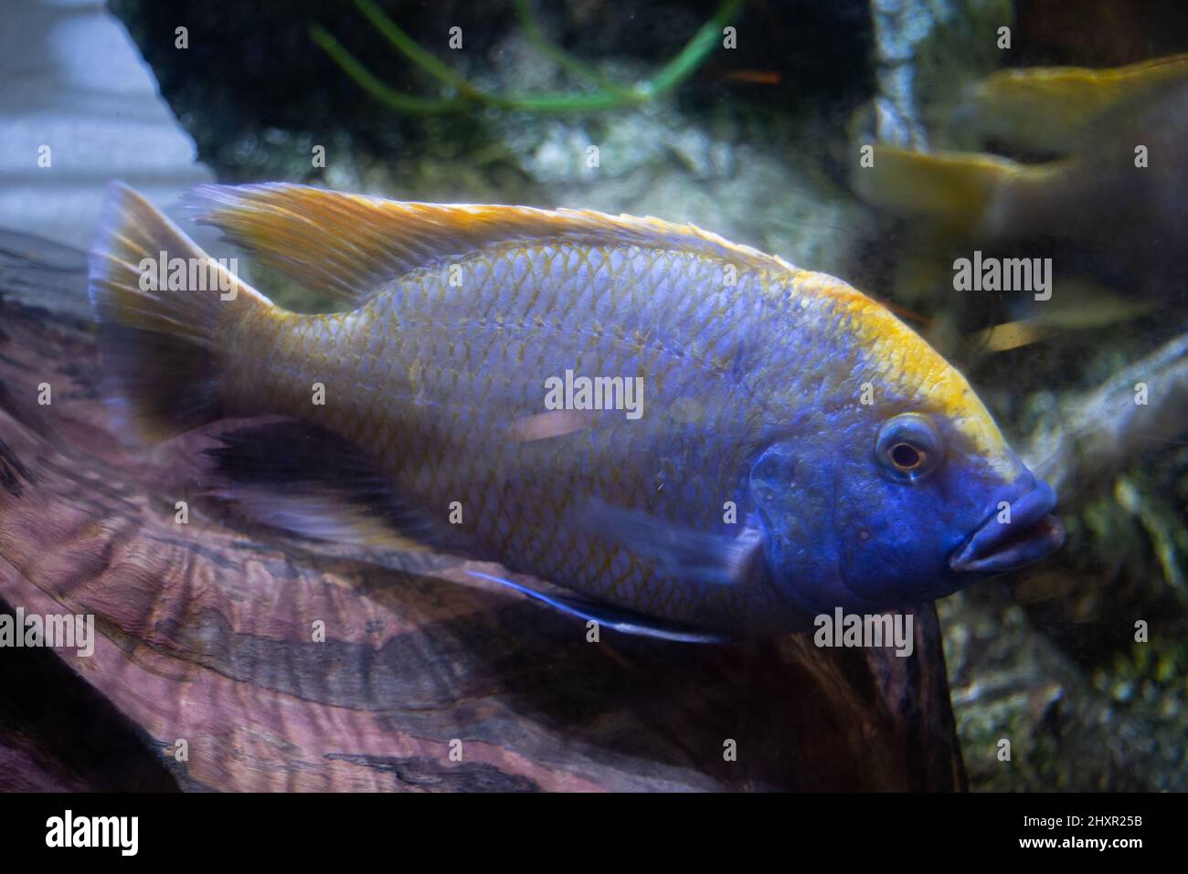 Exotic blue fish in an aquarium, blue cichlid Stock Photo - Alamy