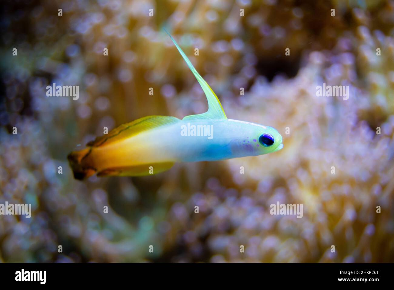 Exotic fire goby fish in an aquarium, fire dartfish, Nemateleotris ...