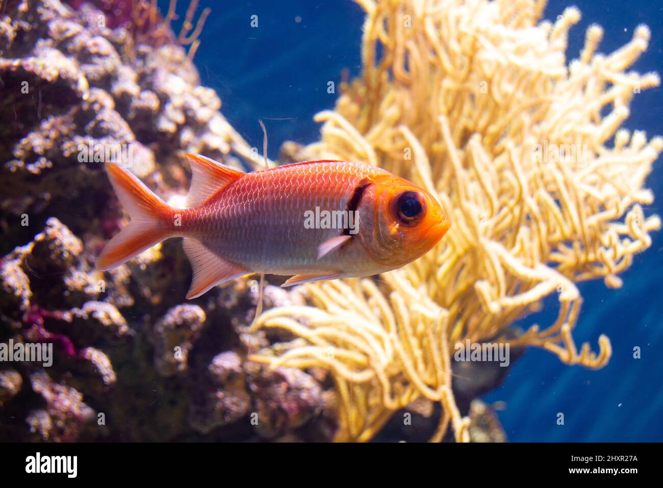 Orange fish in an aquarium blotcheye soldierfish, myripristis berndti ...