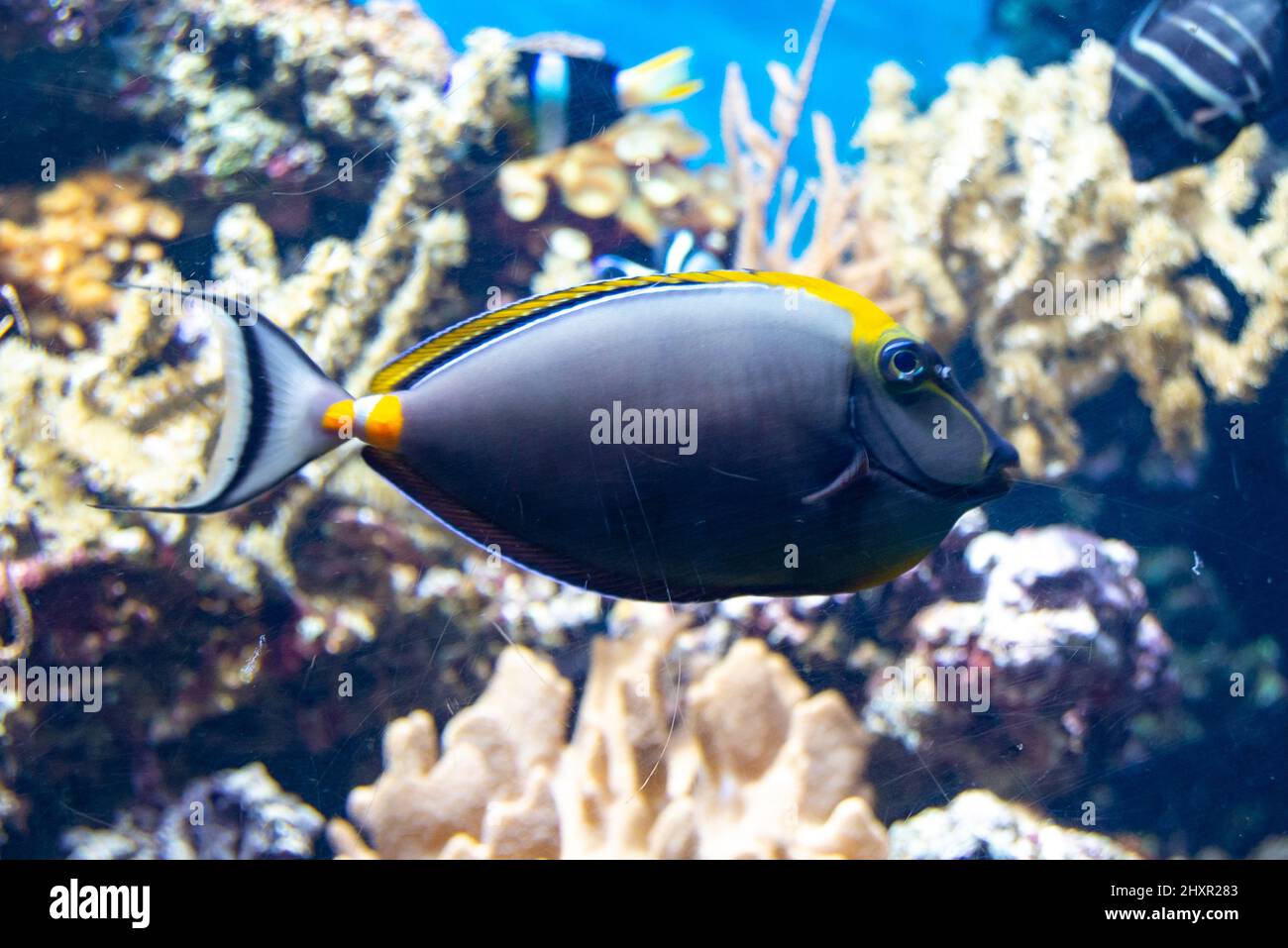 Exotic blue fish in a aquarium, barcheek unicornfish, Naso lituratus ...