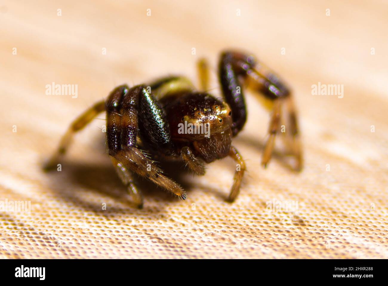 Close-up of a Napoleon spider, Synema globossum macrophotography Stock ...