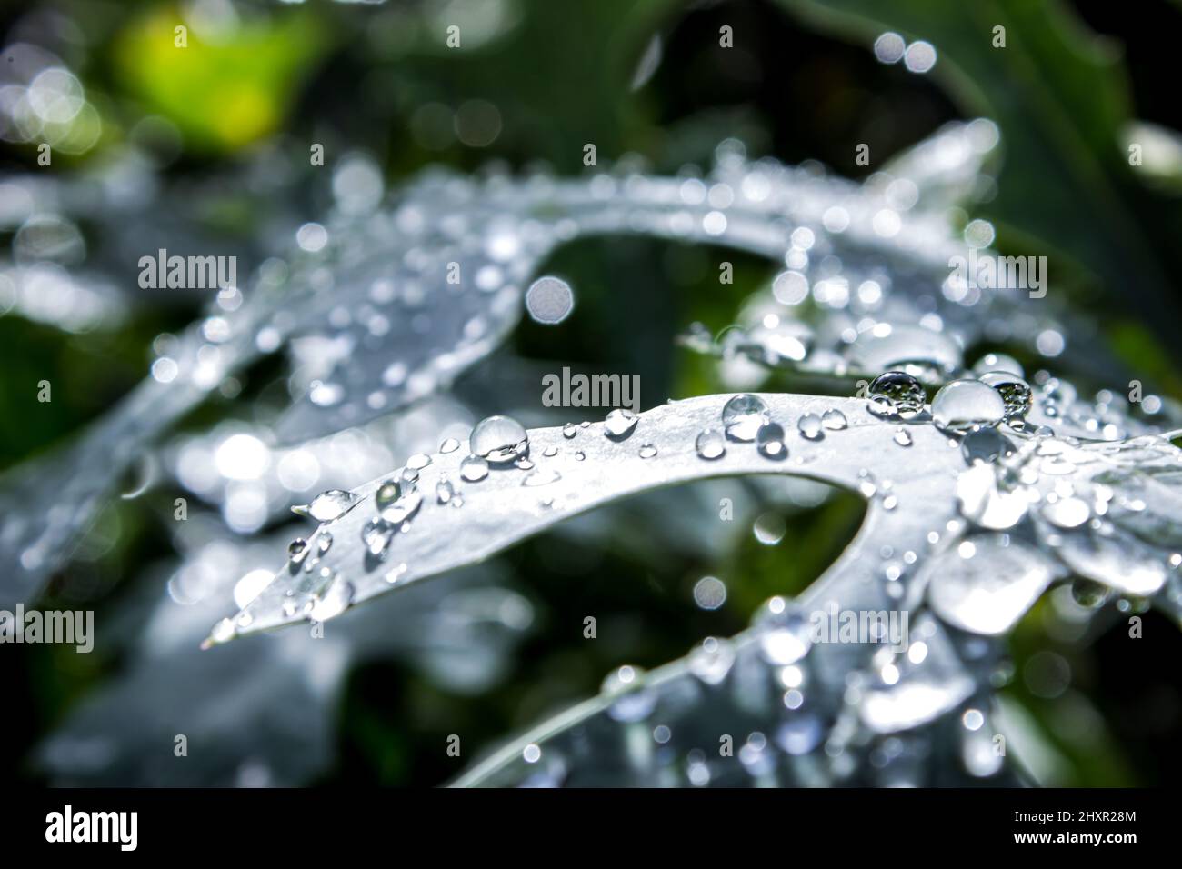Water Droplets catching the sun on a silvery green leaf Stock Photo - Alamy