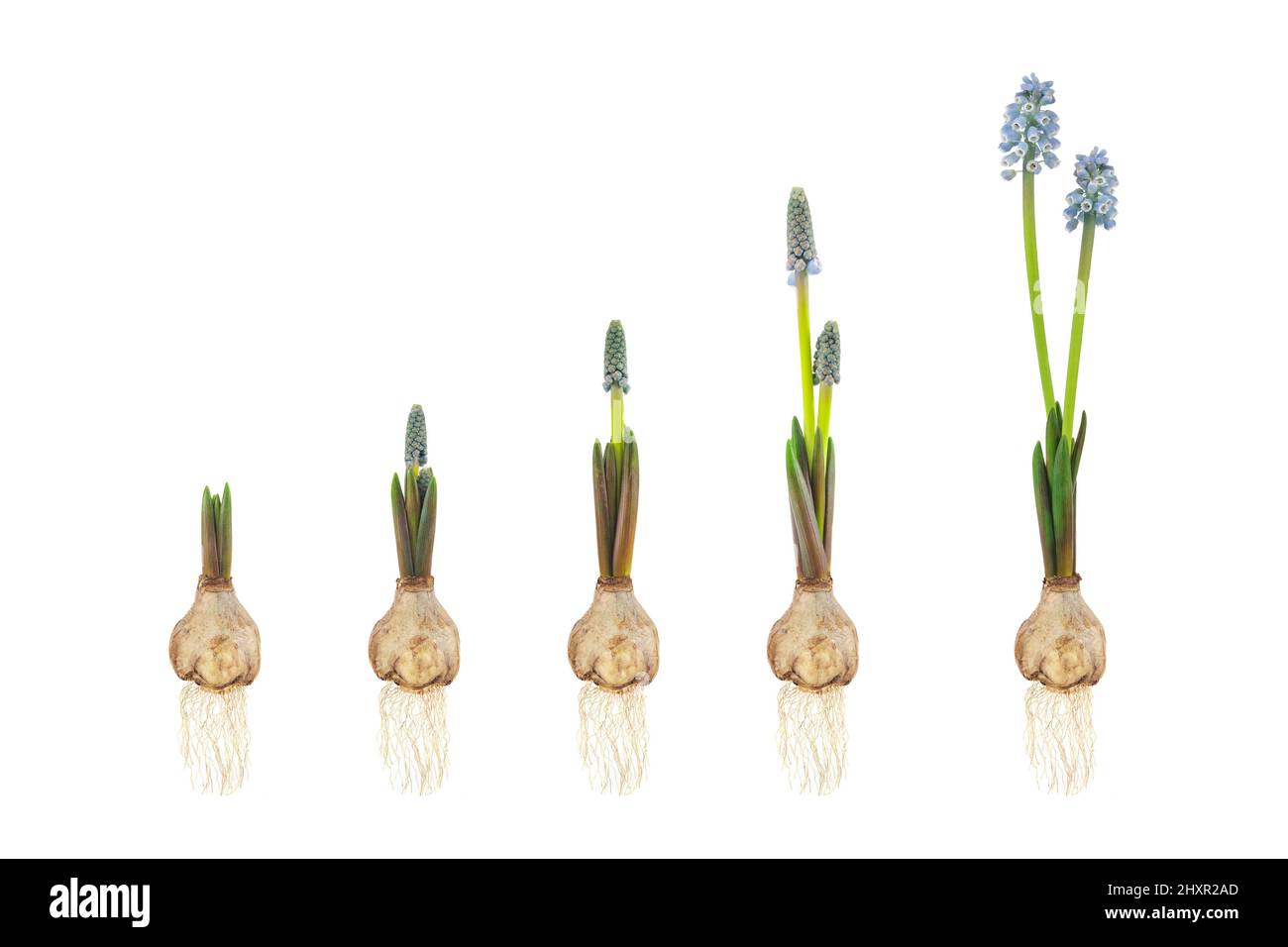 Growth stages of a blue grape hyacinth from flower bulb to blooming ...