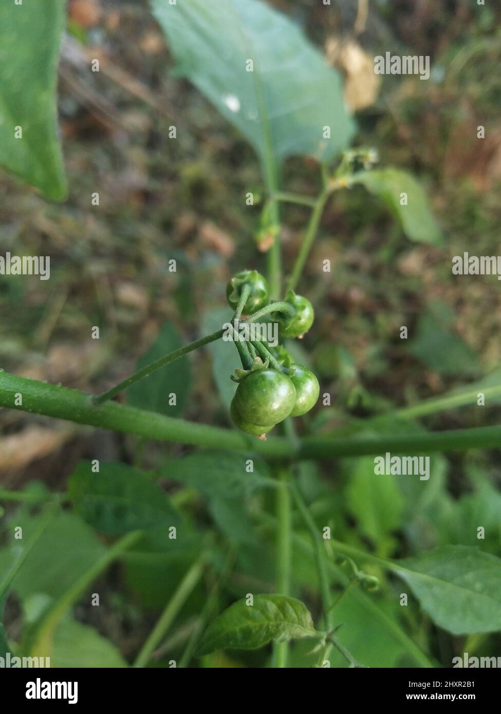 Black nightshade. Green background flowers and berries nightshade ...