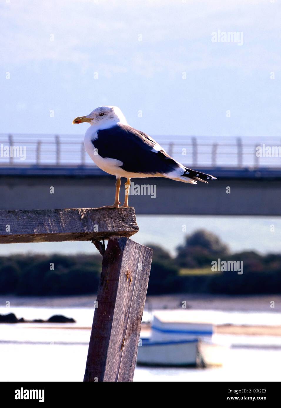 Seagul and boats hi-res stock photography and images - Alamy