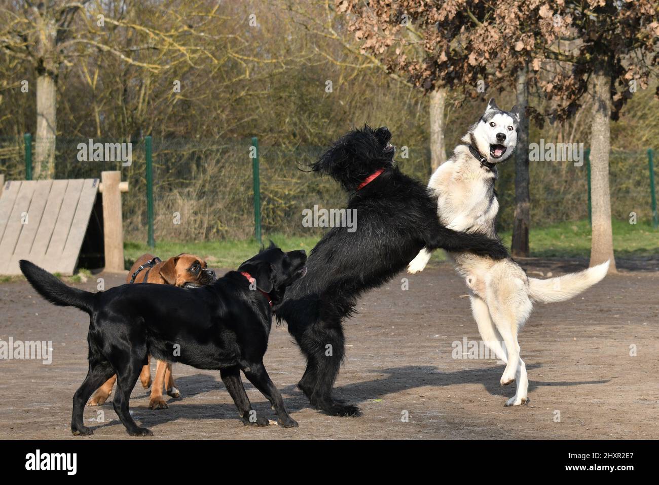 4 funny playful dogs Stock Photo - Alamy