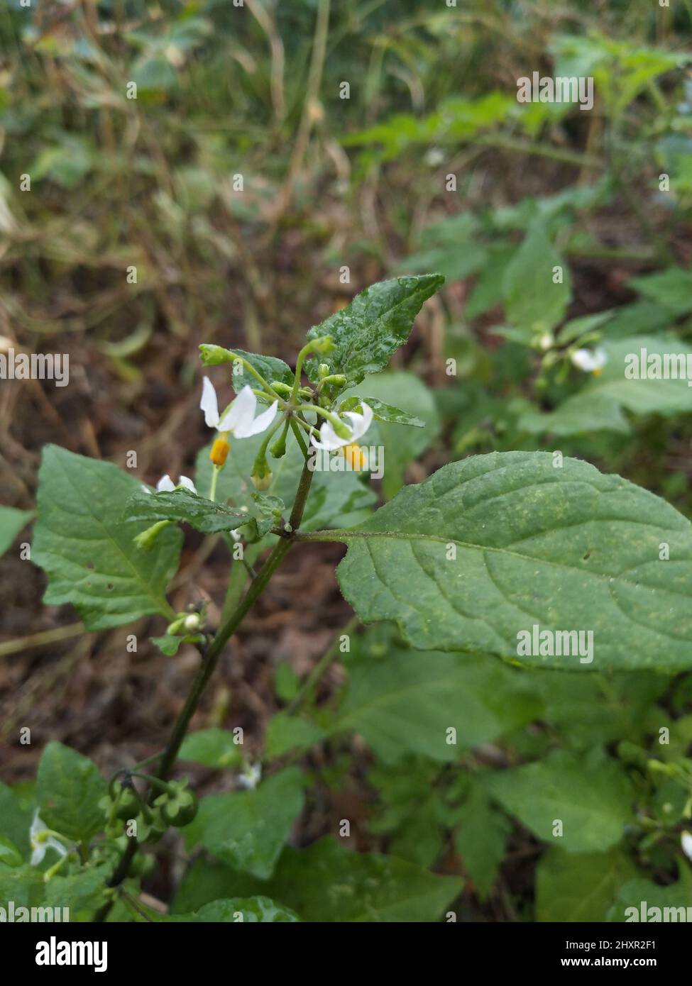 Solanum ptychanthum hi-res stock photography and images - Alamy