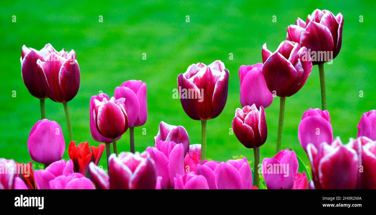 Vibrant greenery hi-res stock photography and images - Alamy