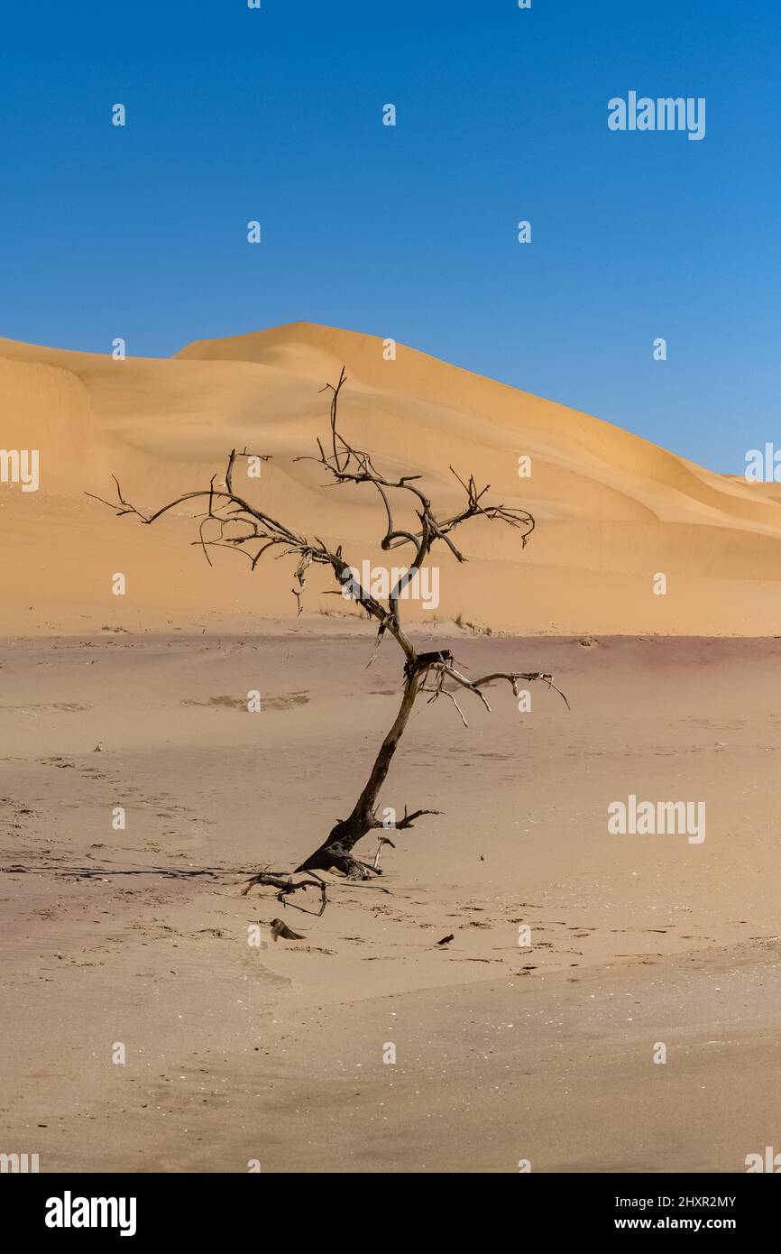 Namibia, the Namib desert, a dead tree Stock Photo - Alamy