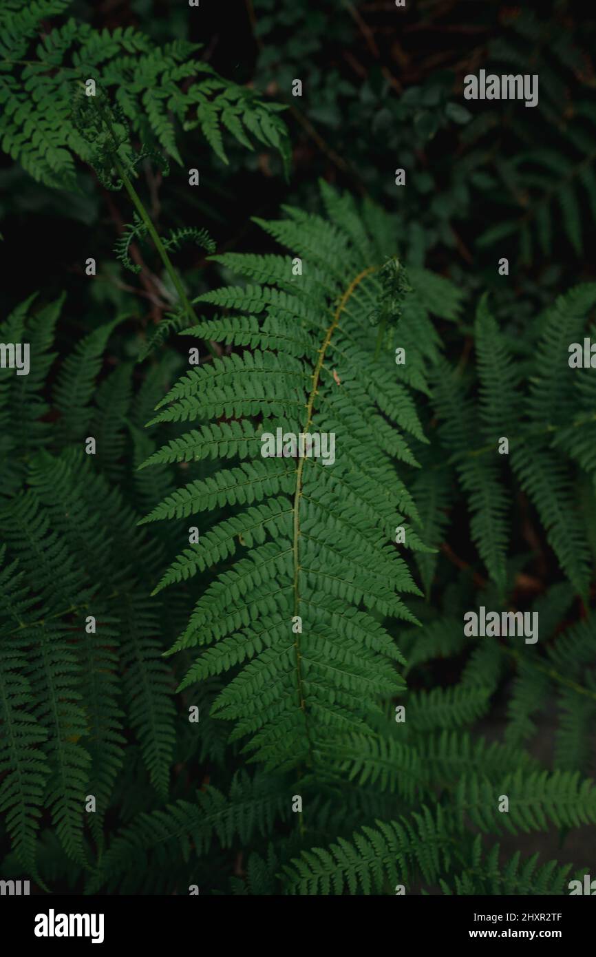 Vertical photo of ferns plant Stock Photo - Alamy