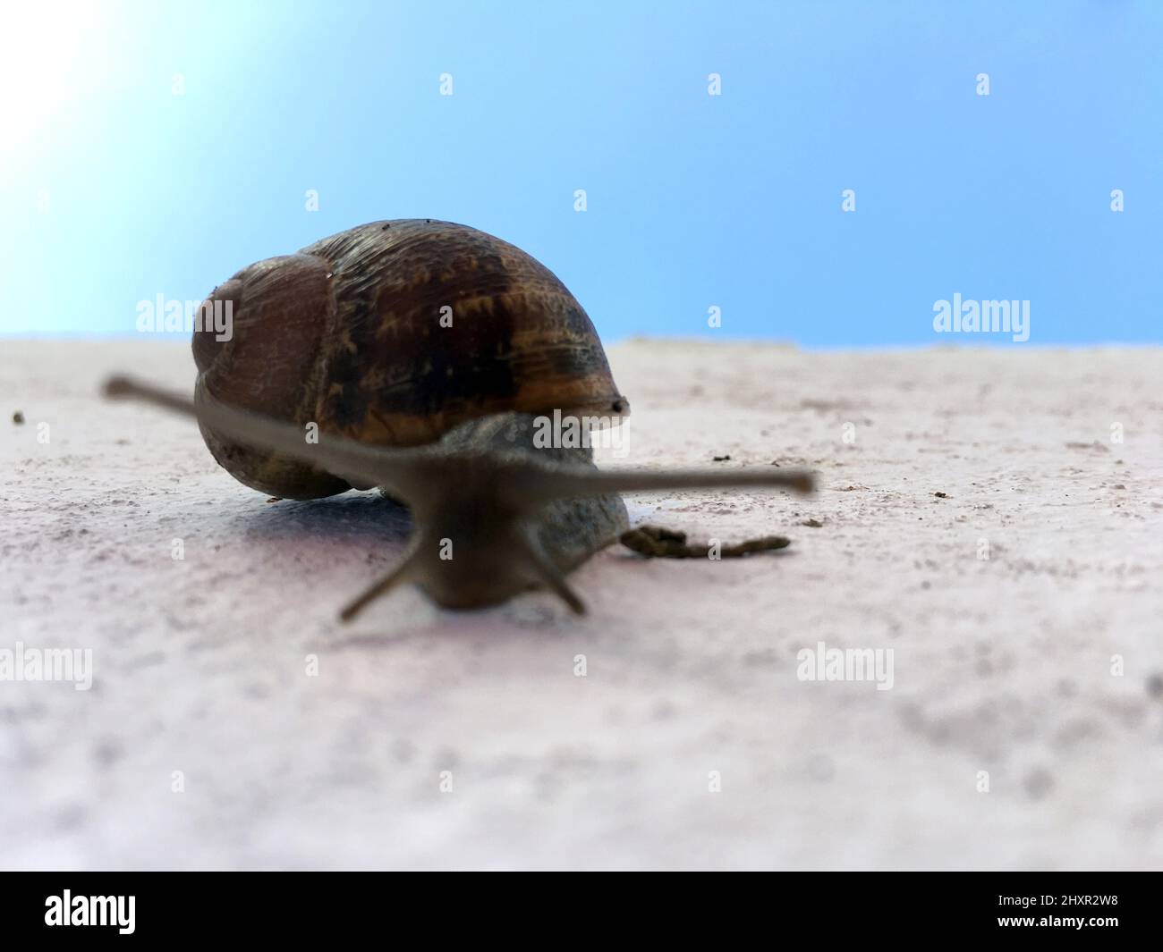 Snail coming down a wall Stock Photo - Alamy Snail coming down a wall Stock Photo - Alamy