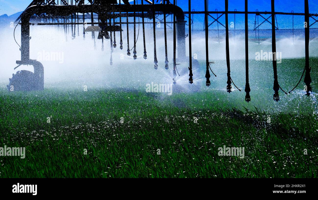 Farming sprinkler irrigation water system in lush green field growing ...