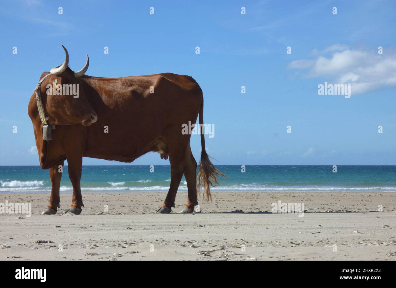 Retintobeef hi-res stock photography and images - Alamy